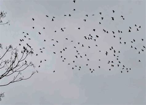 Đàn Chim Lạ Nghìn Con Xuống Phá Ruộng Lúa Của Người Dân ở Hà Tĩnh Tin