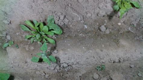 Weed Detection Object Detection Dataset And Pre Trained Model By University Of Peradeniya