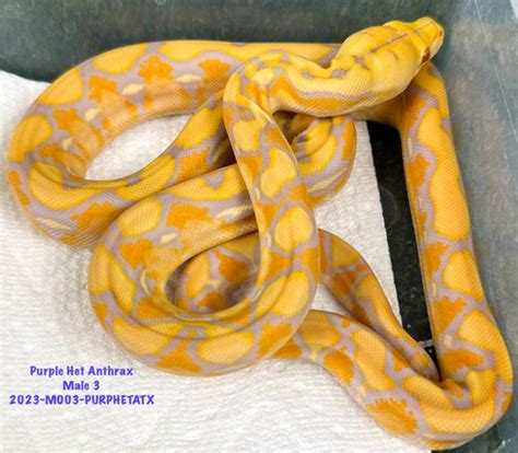 Purple Het Anthrax Reticulated Python By Wildfire Retics