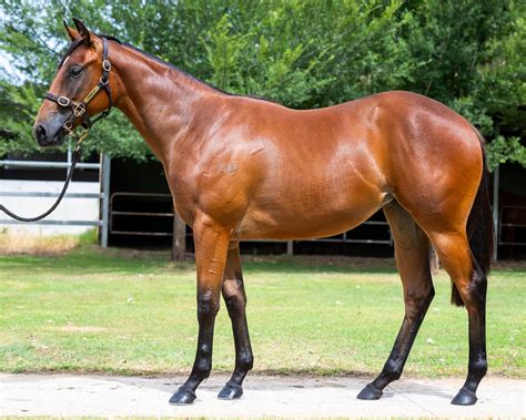 2025 Perth Yearling Sale Lot 214 Splintex Aus Femelle Aus