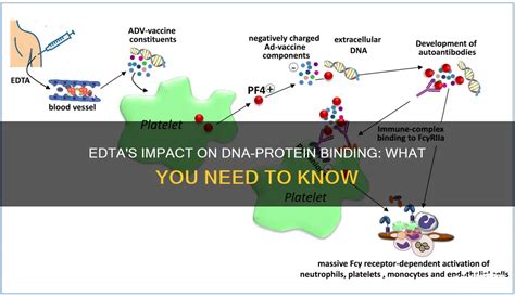 Edtas Impact On Dna Protein Binding What You Need To Know Medshun