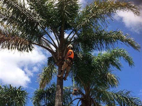 Tree Pruning Trimming Sydney Professional Tree Cutting Service