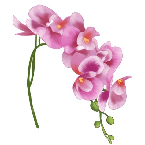 Easy Steps To Draw Orchid Drawing Easy Drawing