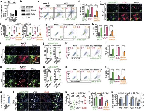Manipulation Of Ptbp1 Through Loss And Gain Of Function During Icm