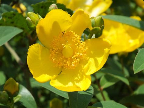 Japanese Flower