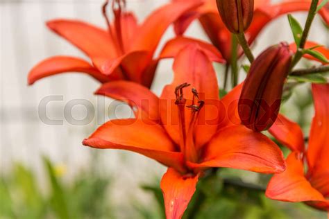 Lily Bloom Garden Stock Image Colourbox