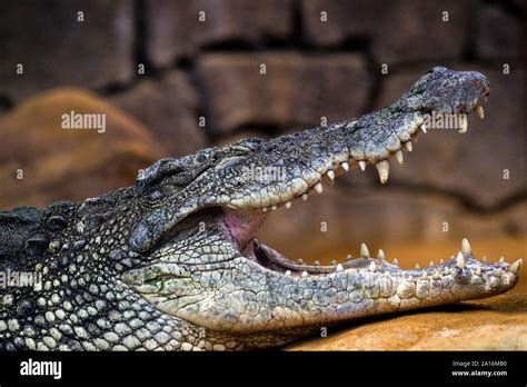 A Nile Crocodile Crocodylus Niloticus With Its Mouth Opened Showing