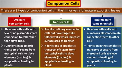 Phloem Loading Food Transported PPTX
