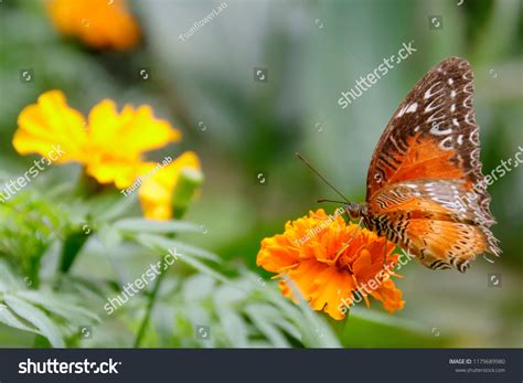 Insect Ecosystem Photos And Images And Pictures Shutterstock
