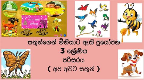 සතුන්ගෙන් මිනිසාට ඇති ප්‍රයෝජන 3 ශ්‍රේණිය පරිසරය Youtube