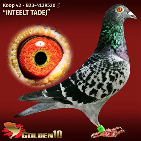 042 B23 4129520 Inteelt Tadej ♂ De Duif