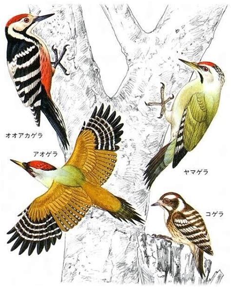 第1703回 植物の名前の付いた鳥たち翆野 大地