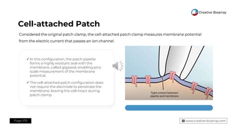 Patch Clamp Assay A Detailed Step By Step Description Of The Standard Patch Clamp Protocol
