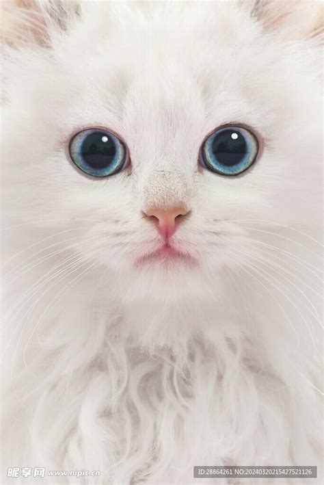 猫猫摄影图 其他生物 生物世界 摄影图库 昵图网