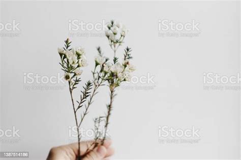 흰색 배경에 최소한의 꽃다발을 들고 손을 닫습니다 아름다운 신선한 마누카 꽃 스타일리시한 미니멀 플로럴 어레인지 무디이미지 계절에 대한 스톡 사진 및 기타 이미지 Istock