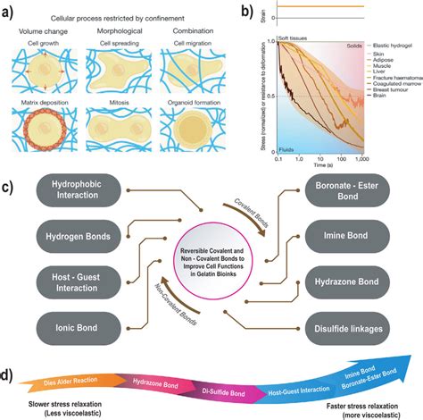 A Static Covalent Networks Confine Cells Restricting Their Cellular Download Scientific