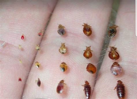 The Different Types Of Lice That Affect Humans BedBugs