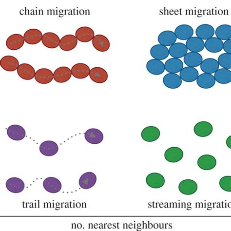 Conceptual Drawing Of The Spectrum Of Collective Cell Migration
