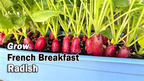 22 Radish Plant Growth Stages Paolopathana
