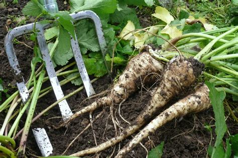 How To Grow Parsnip Better Homes And Gardens Australia