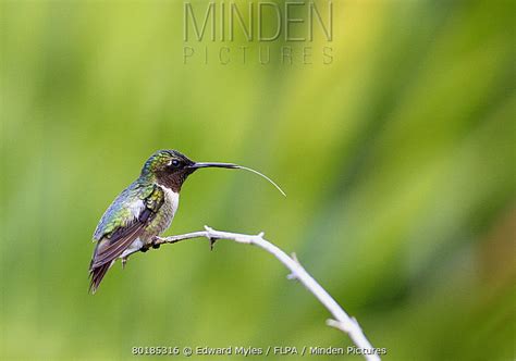 Ruby Throated Hummingbird Stock Photo Minden Pictures