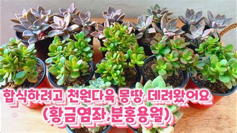 합식하려고 천원다육이 몽땅 사왔어요 ㅎ 황금염좌 분홍용월 너무 좋아요 ㅎ Youtube