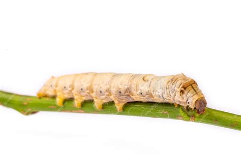 Premium Photo The Silkworm Is The Larva Or Caterpillar Of The