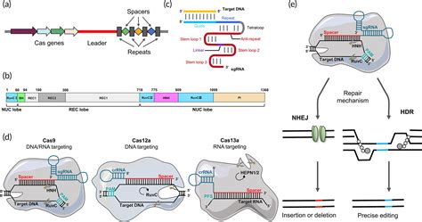 Optimization Of Crispr Cas System For Clinical Cancer Therapy Meng 2023 Bioengineering