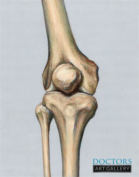Knee Joint Leg Patella Osteology Bone Anatomy Art Print Etsy