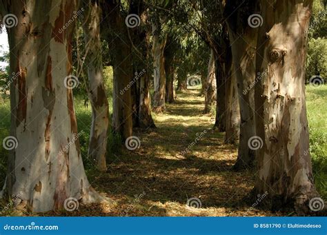 Tree Lined Stock Photo Image Of Outdoor Idyllic Outdoors