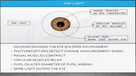 The Pupil Reflexpptx Igcse Coordination Pptx Eye And Vision