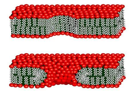 Bicapa Lipídica Características Estructura Funciones Componentes