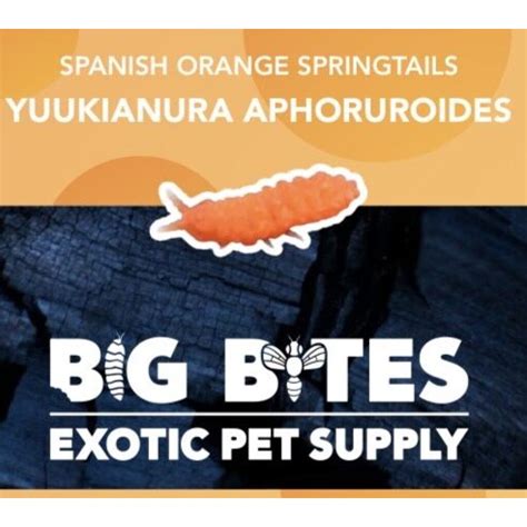 Big Bites Orange Springtail Culture Yuukianura Phoruroides The