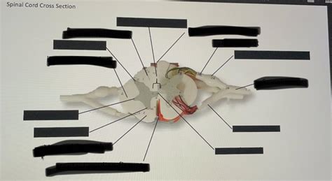 Spinal Cord Cross Section Diagram Quizlet