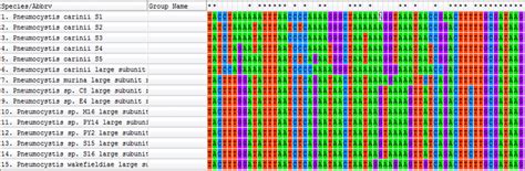 Multiple Sequence Alignment Analysis Of Pneumocystis Carinii Large
