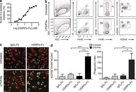 Hsirpα Fc Fusion Protein Promotes Phagocytosis Of Human Aml Cells By