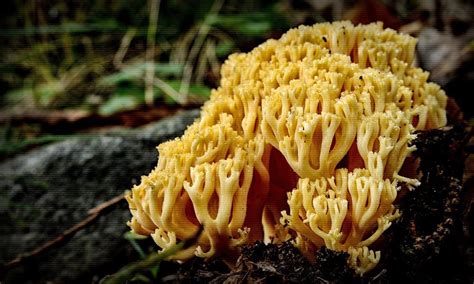 Необычные съедобные грибы Часть 2