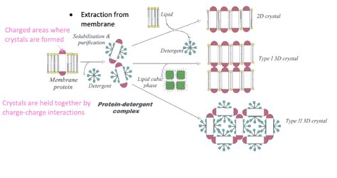 X Ray Crystallography L6 Membrane Proteins Flashcards Quizlet