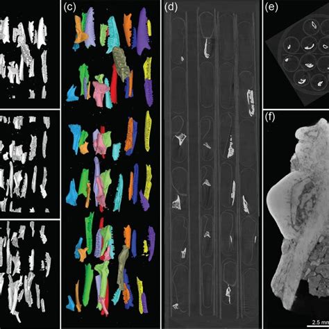 High Throughput μct Results A The First X Ray Image From Each