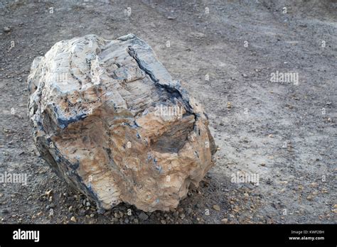 Fossilized Giant Redwood Tree Stump Sequoiadendron In Alberta