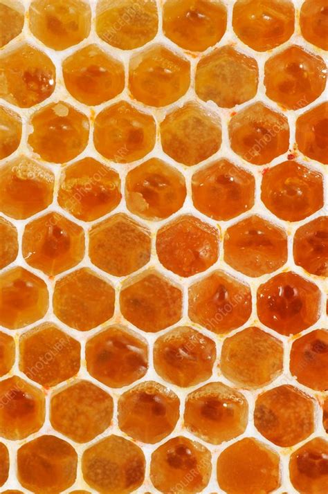 Uncapped Honeycomb Stock Image C0139835 Science Photo Library