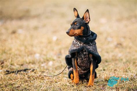 Цвергпинчер🐶 — описание, фото, характер и правила ухода за карликовым ...