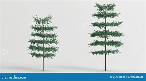 3d Illustration Of Terminalia Var Tree Isolated On White Background