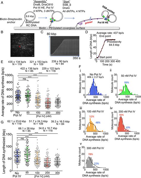 Dna Replication Fork Replisome