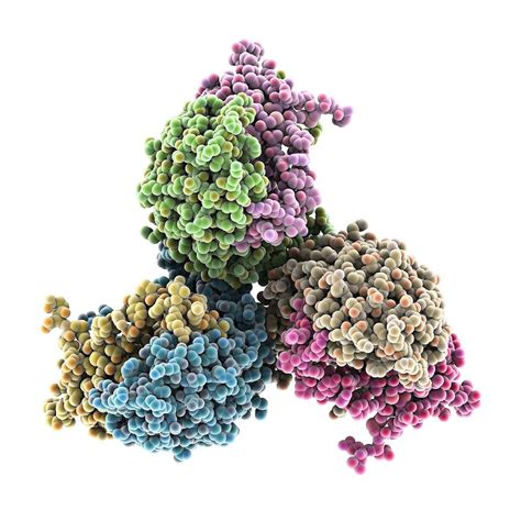 Follicle Stimulating Hormone Complex 2 By Science Photo Library