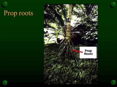 Anatomy And Physiology Ppt Video Online Download