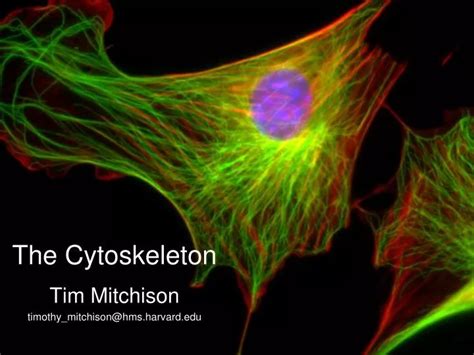 PPT The Cytoskeleton PowerPoint Presentation Free Download ID 4364214