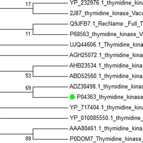 Phylogenetic Tree Of Thymidine Kinase Sequences Of Selected