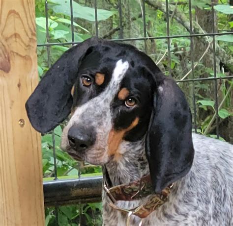 Bluetick Coonhound Pitbull Mix