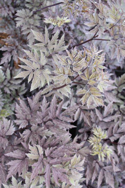 Клопогон простой "Brunette" | Euro-plant